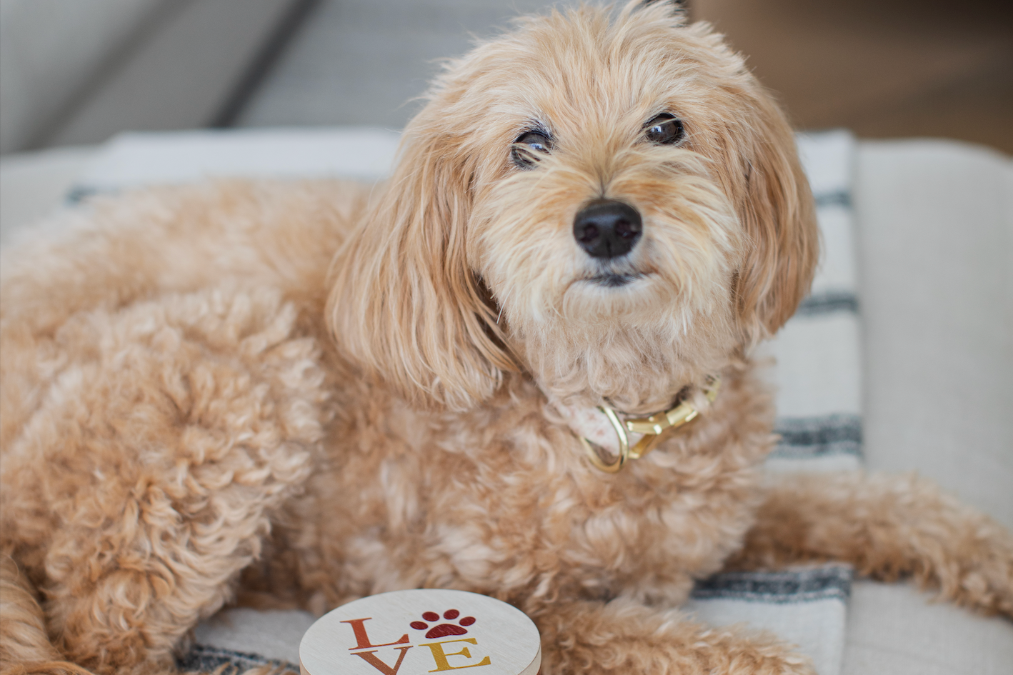 Sand + Paws California Beach House 12 oz scented candle – Sand + Fog
